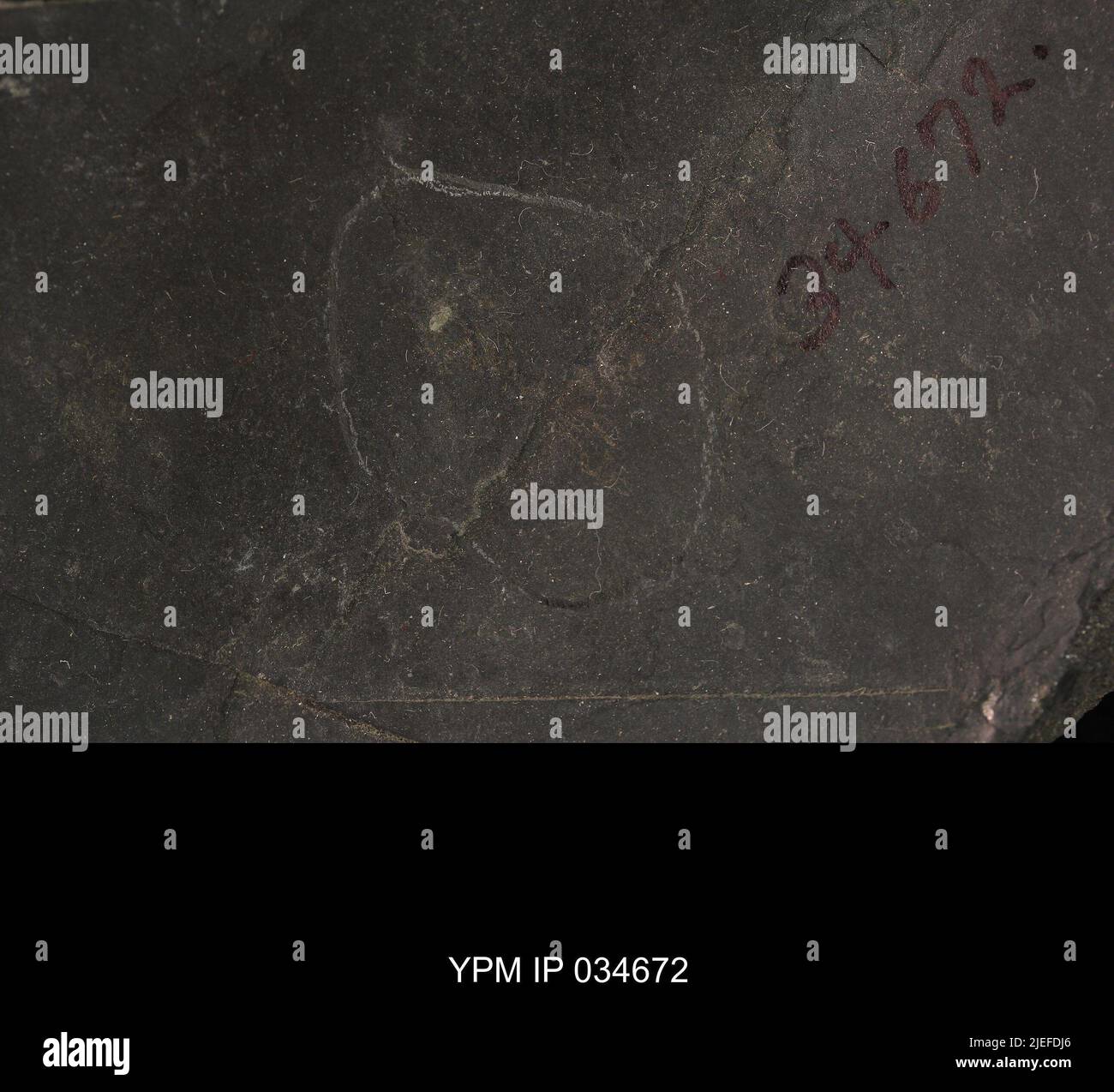 Hemiptera. IPB.00595: North Carolina. Rockingham County. insect layer ...