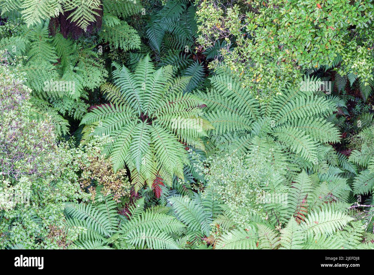 Aerial view of crown of ferns in New Zealand natural rain forest of ...