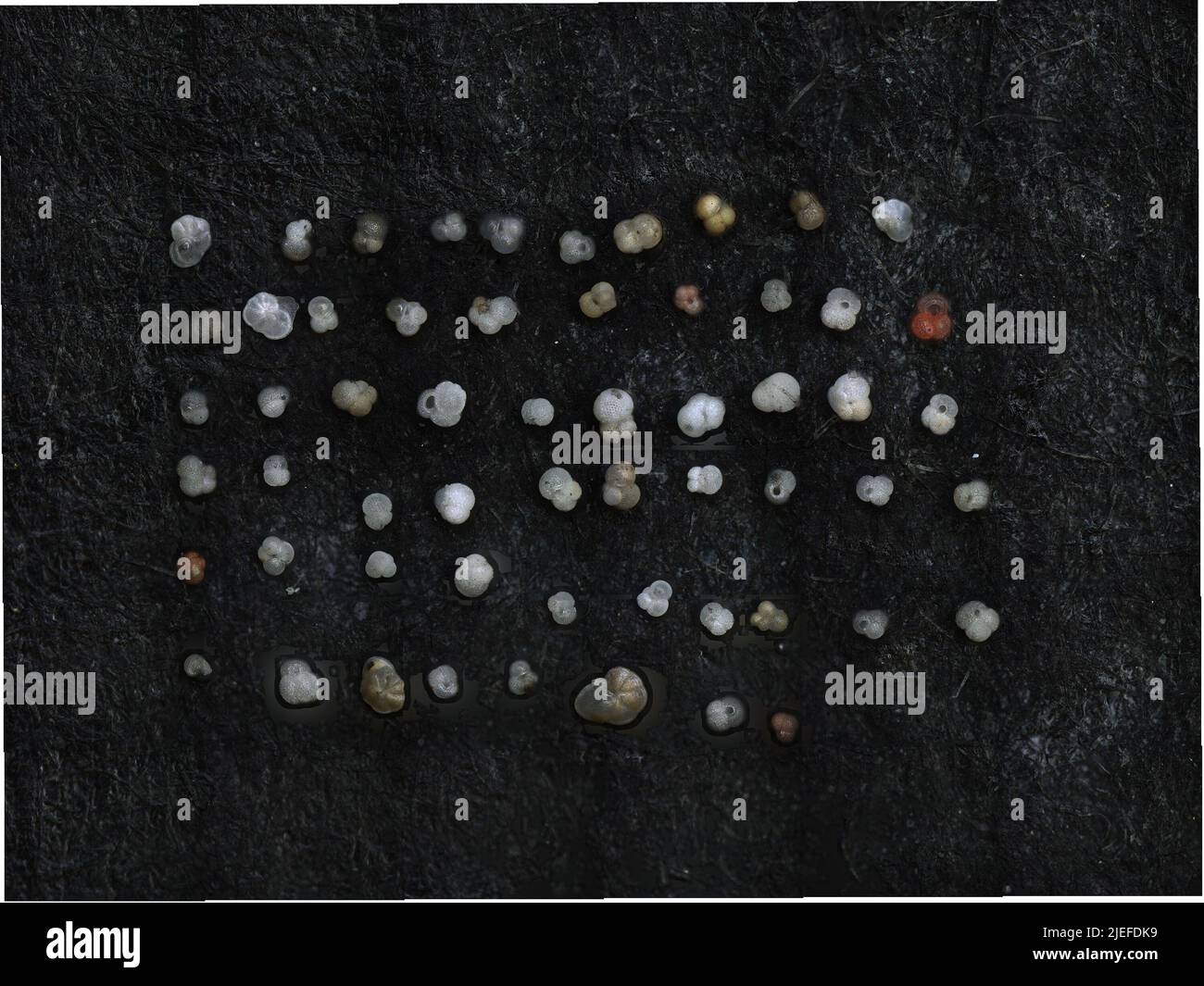 Globigerinoides ruber dorbigny hi-res stock photography and images - Alamy