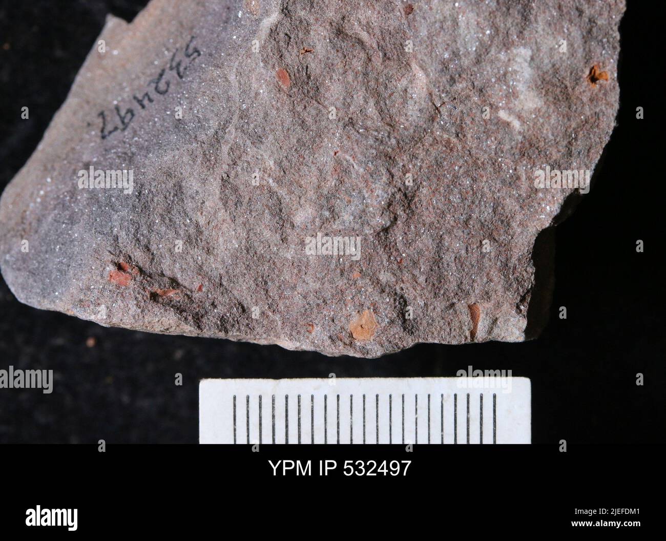 Calcareous endoskeleton hi-res stock photography and images - Alamy