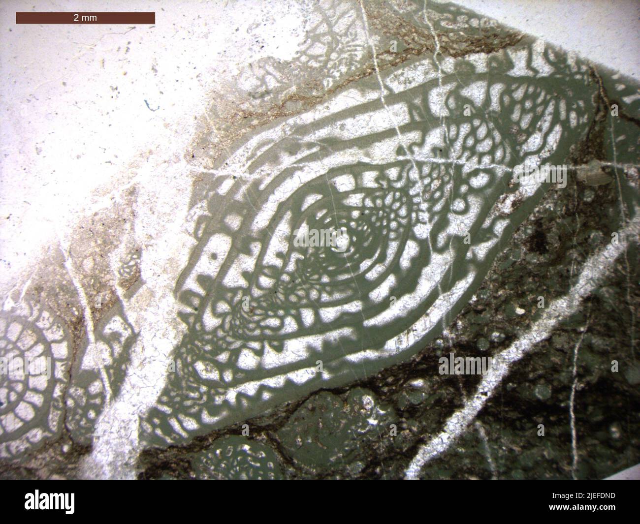 Triticites creekensis thompson protista hi-res stock photography and ...