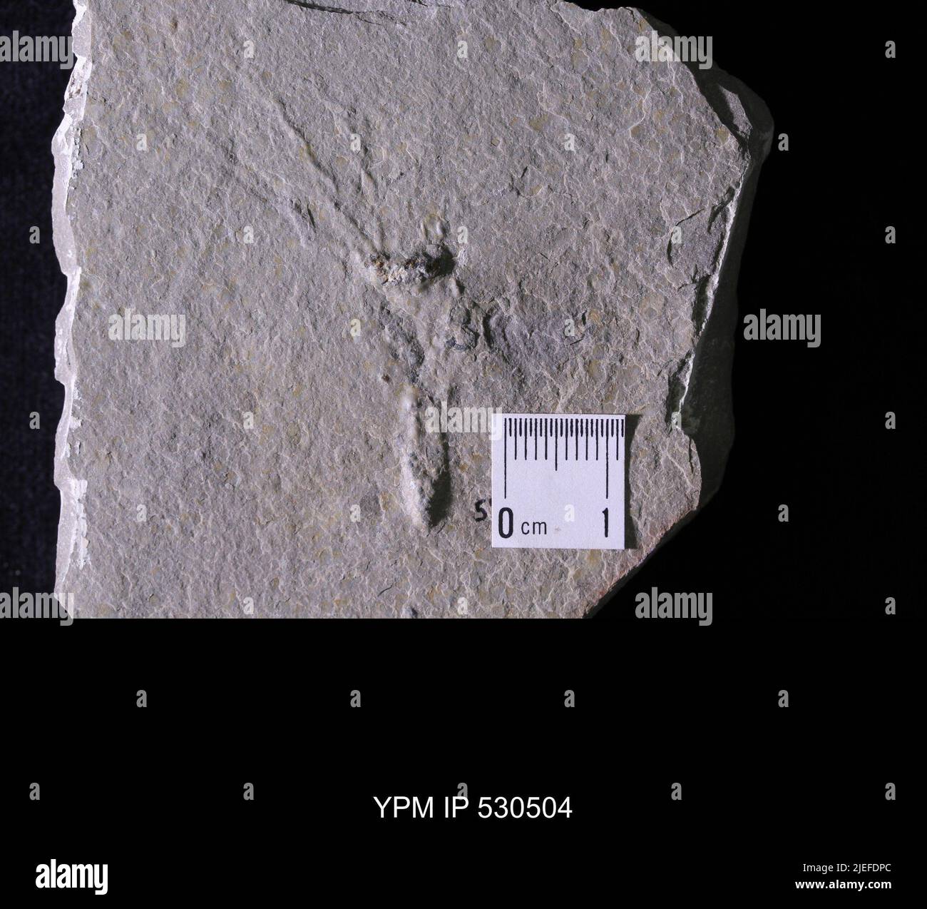 Eocri hi-res stock photography and images - Alamy