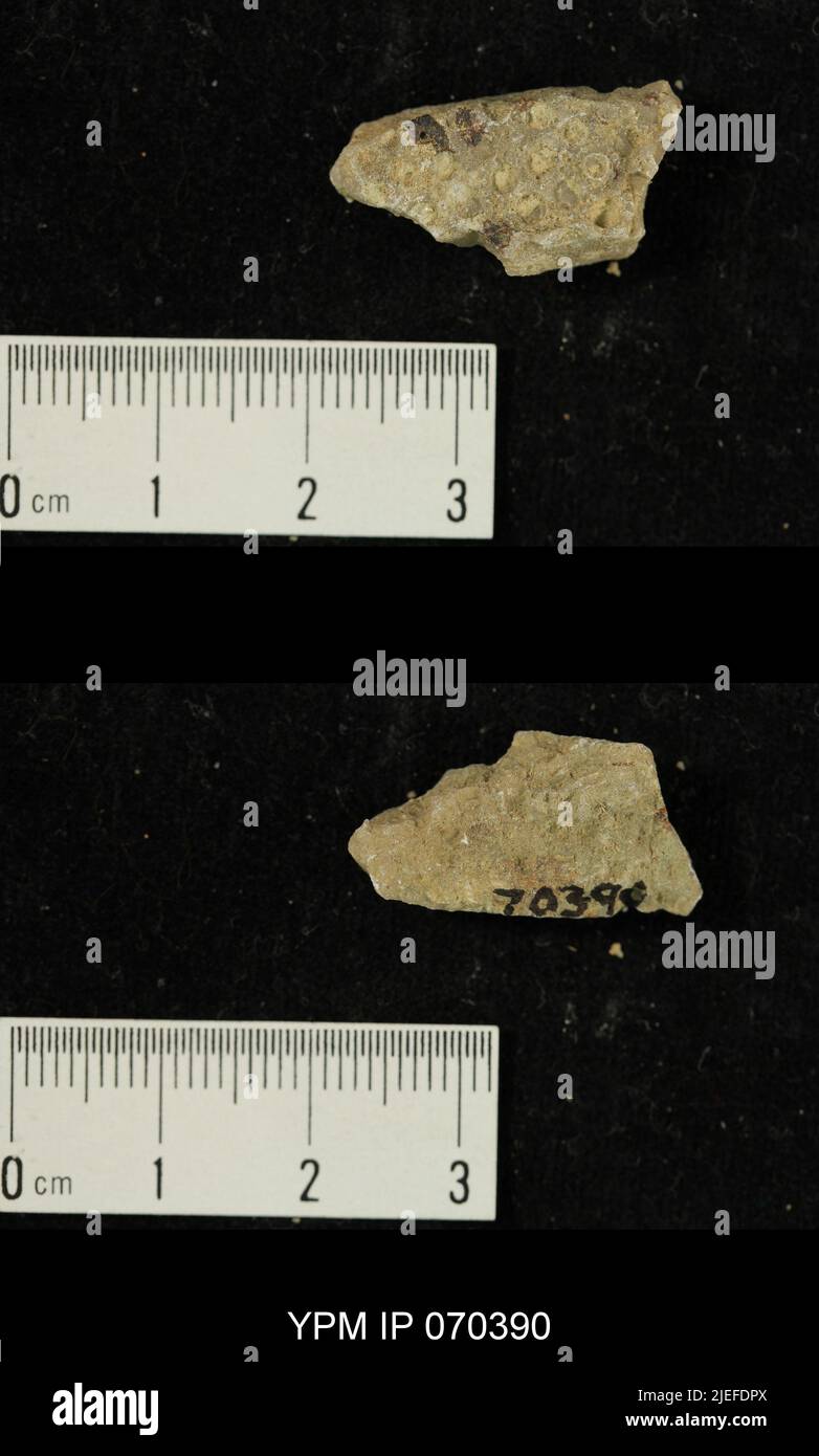 Heliolites spongiosus foerste hi-res stock photography and images - Alamy