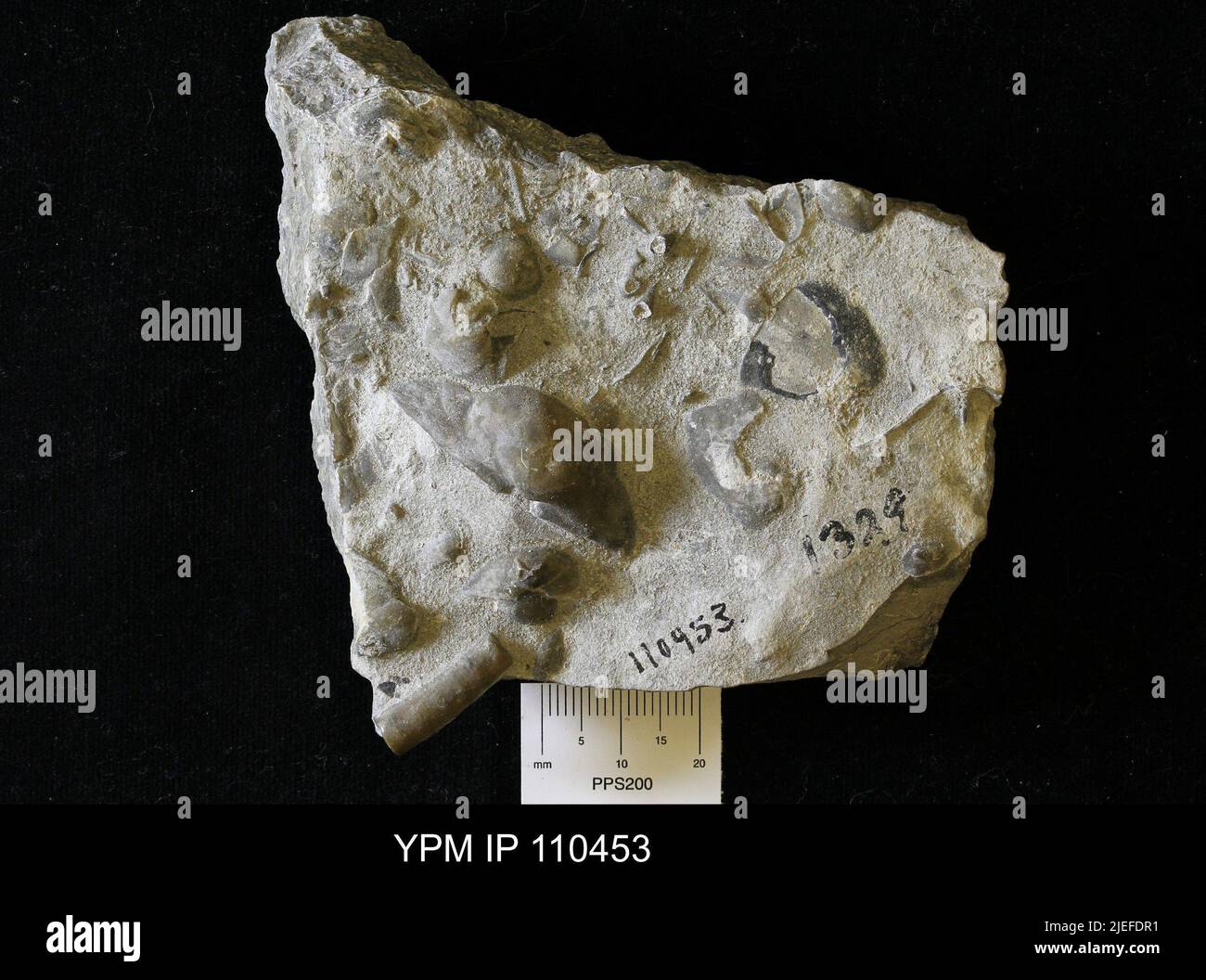 Pentamerus oblongus (Sowerby Stock Photo - Alamy