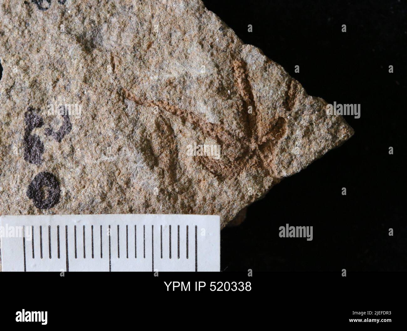 Asterozoa hi-res stock photography and images - Alamy