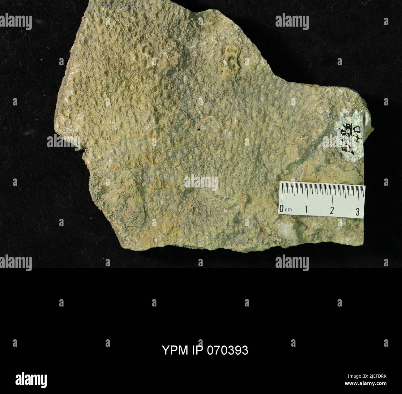 Heliolites spongiosus foerste hi-res stock photography and images - Alamy