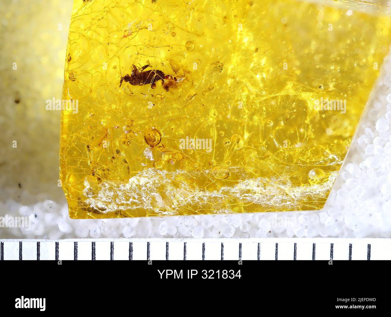 Psychodidae hi-res stock photography and images - Alamy