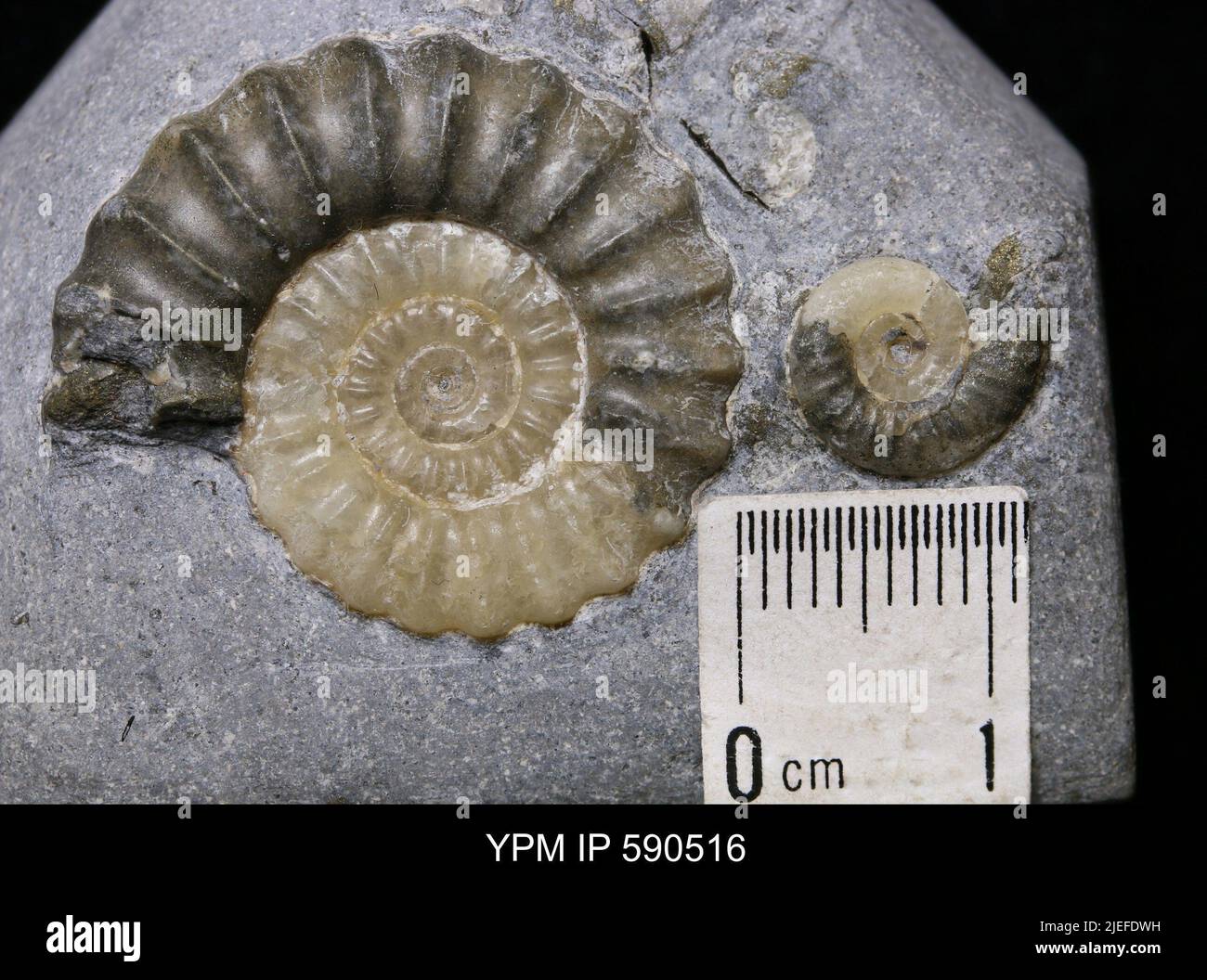 Planicosta hi-res stock photography and images - Alamy