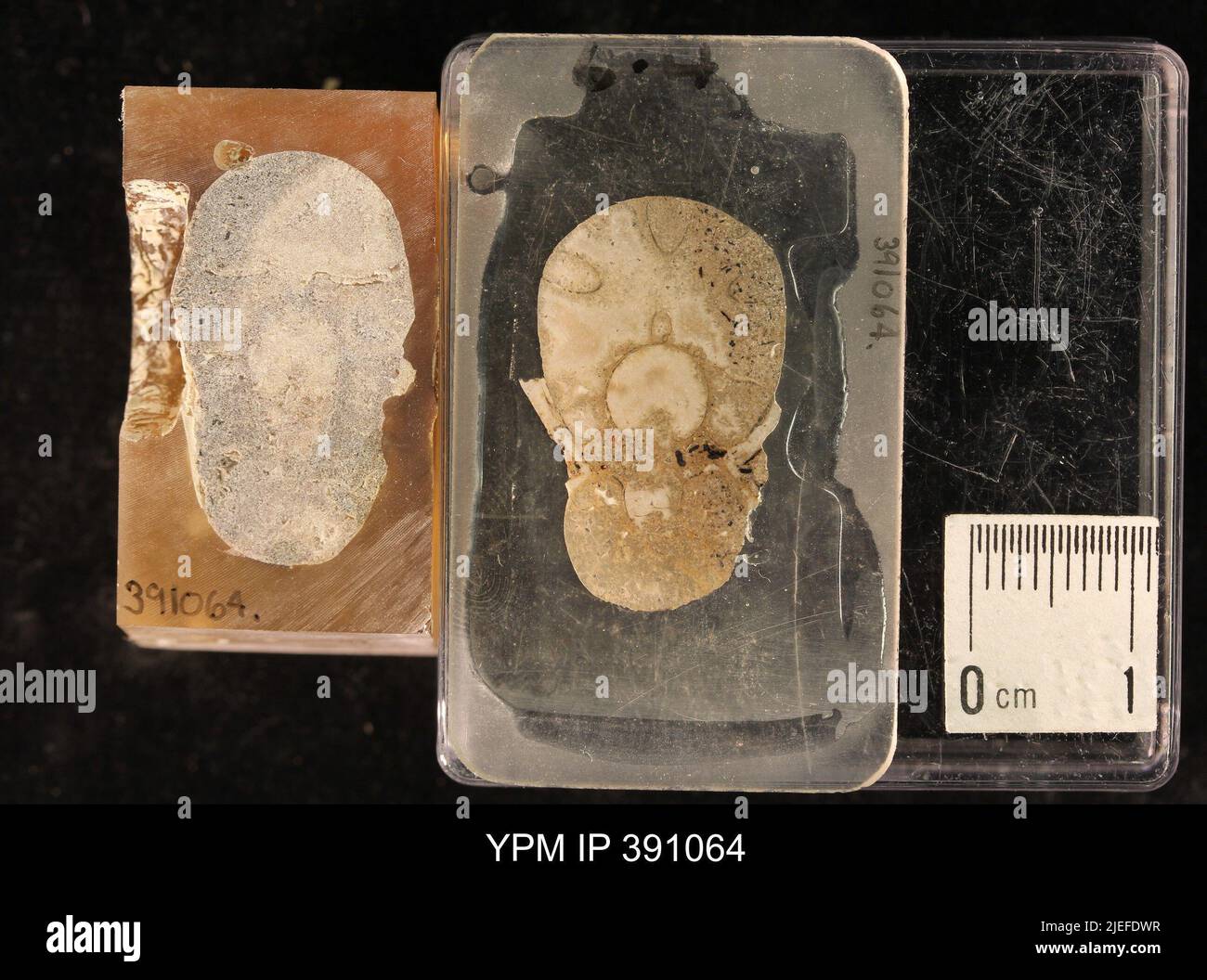 Scaphites whitfieldi Cobban Stock Photo - Alamy