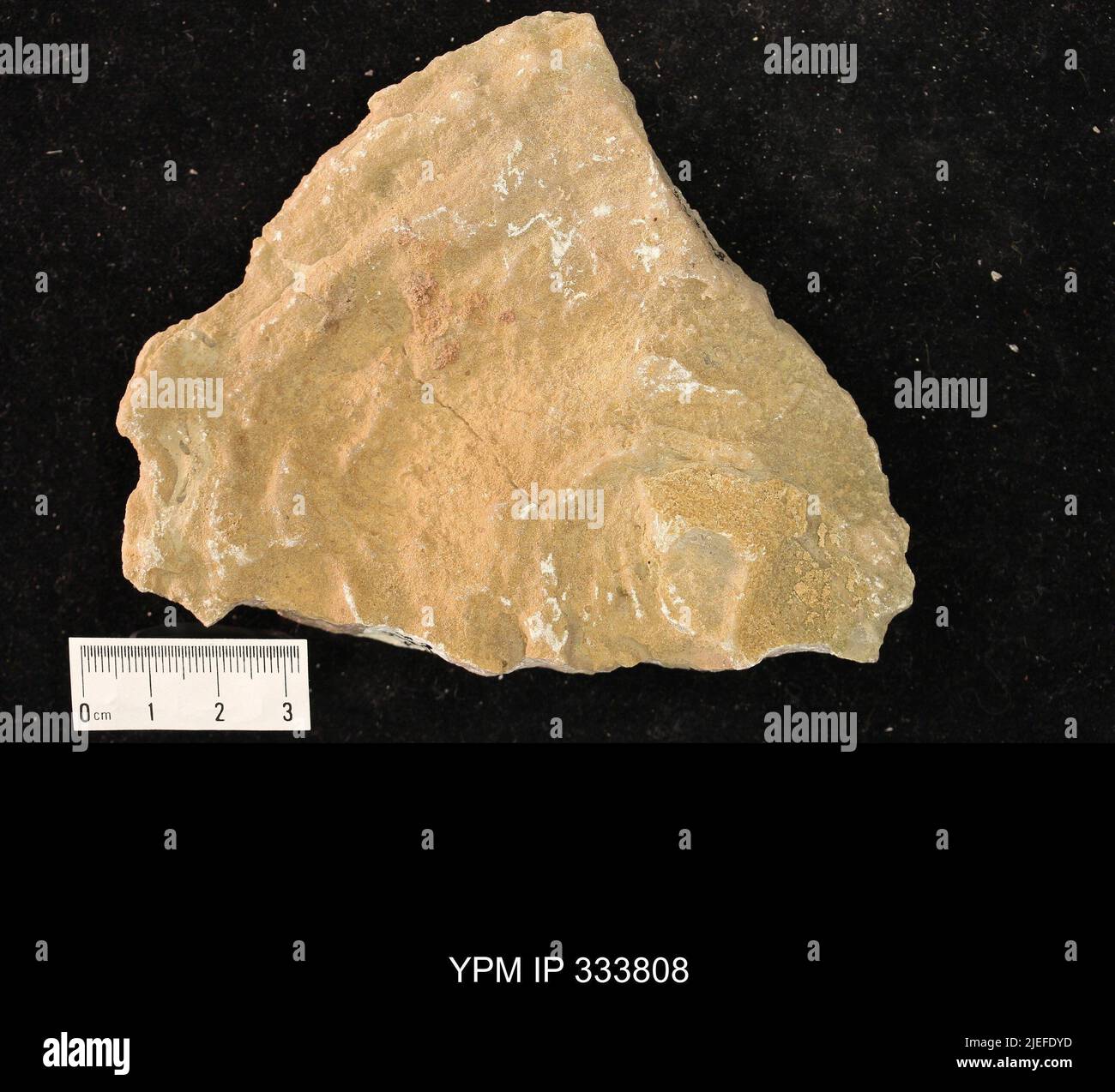 Heliolites nucella Foerste Stock Photo - Alamy