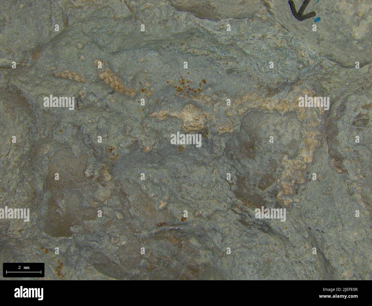 1874 animalia hi-res stock photography and images - Alamy