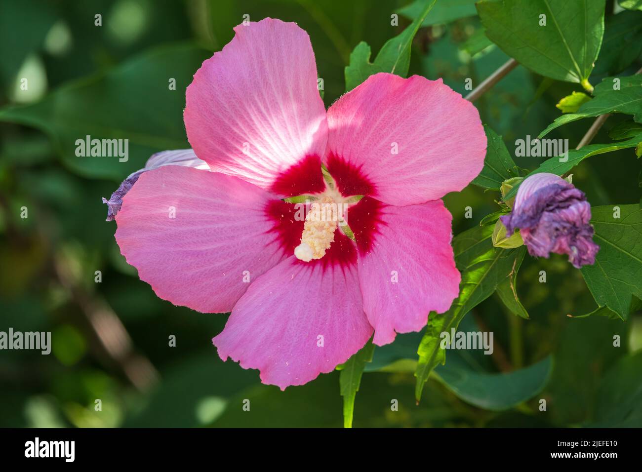Pink flowers of Hibiscus moscheutos plant close-up. Hibiscus moscheutos ...