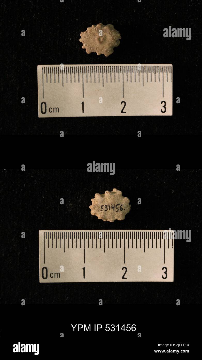 Sphaeraster scutatus (Goldfuss Stock Photo - Alamy