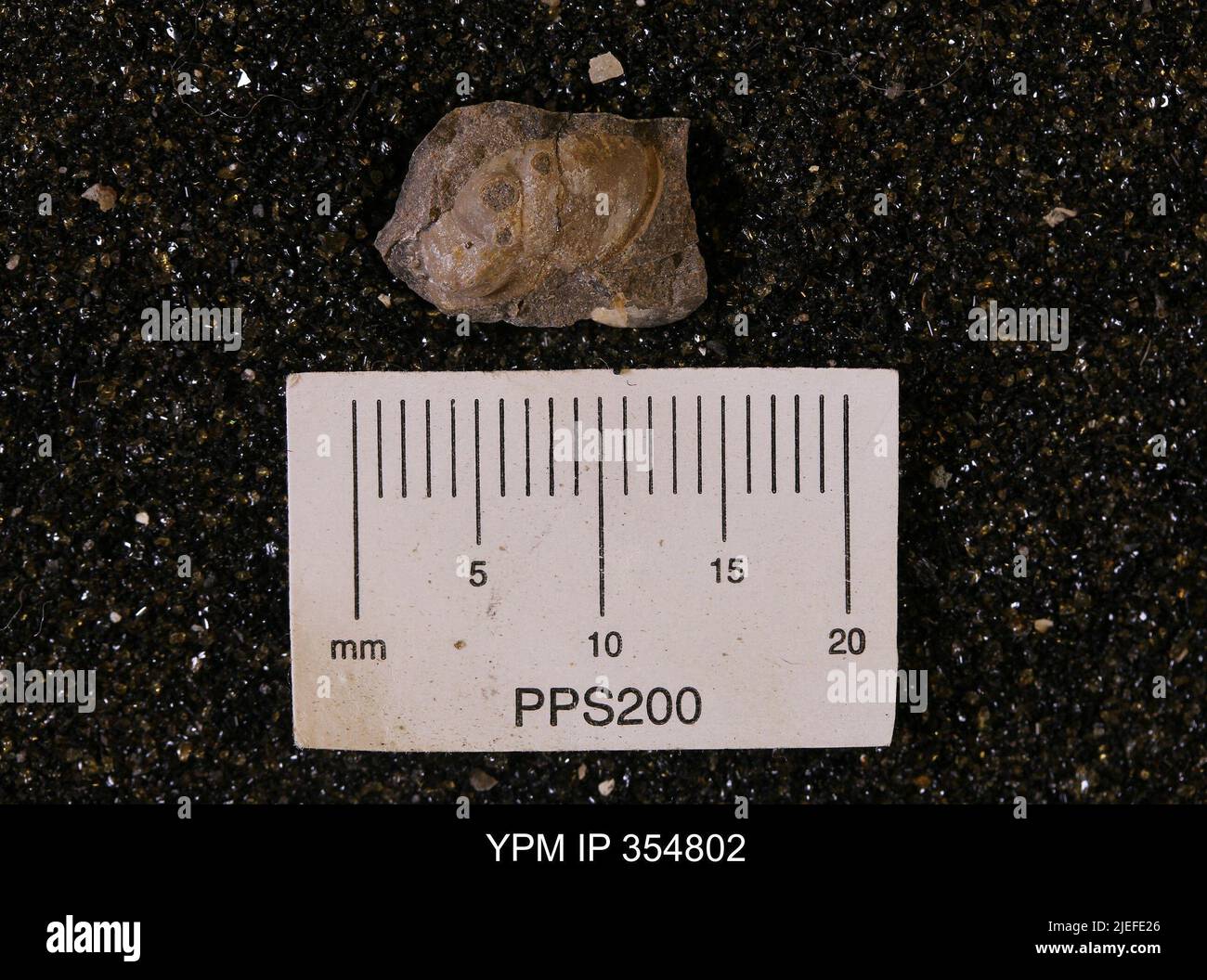 Undet brachyura animalia hi-res stock photography and images - Alamy