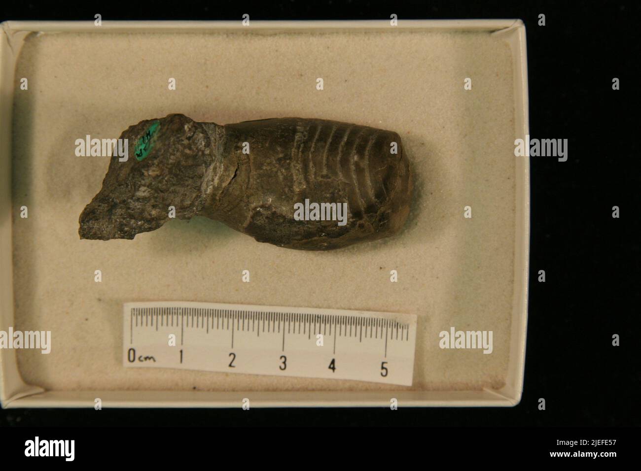 Cephalo hi-res stock photography and images - Alamy