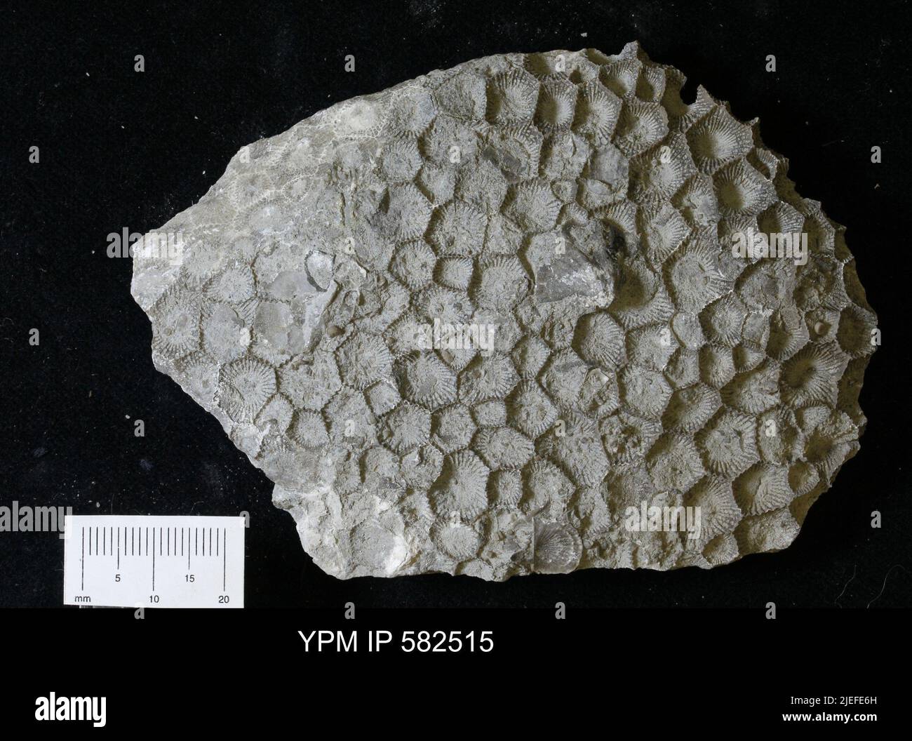 Hexagonaria sp hi-res stock photography and images - Alamy