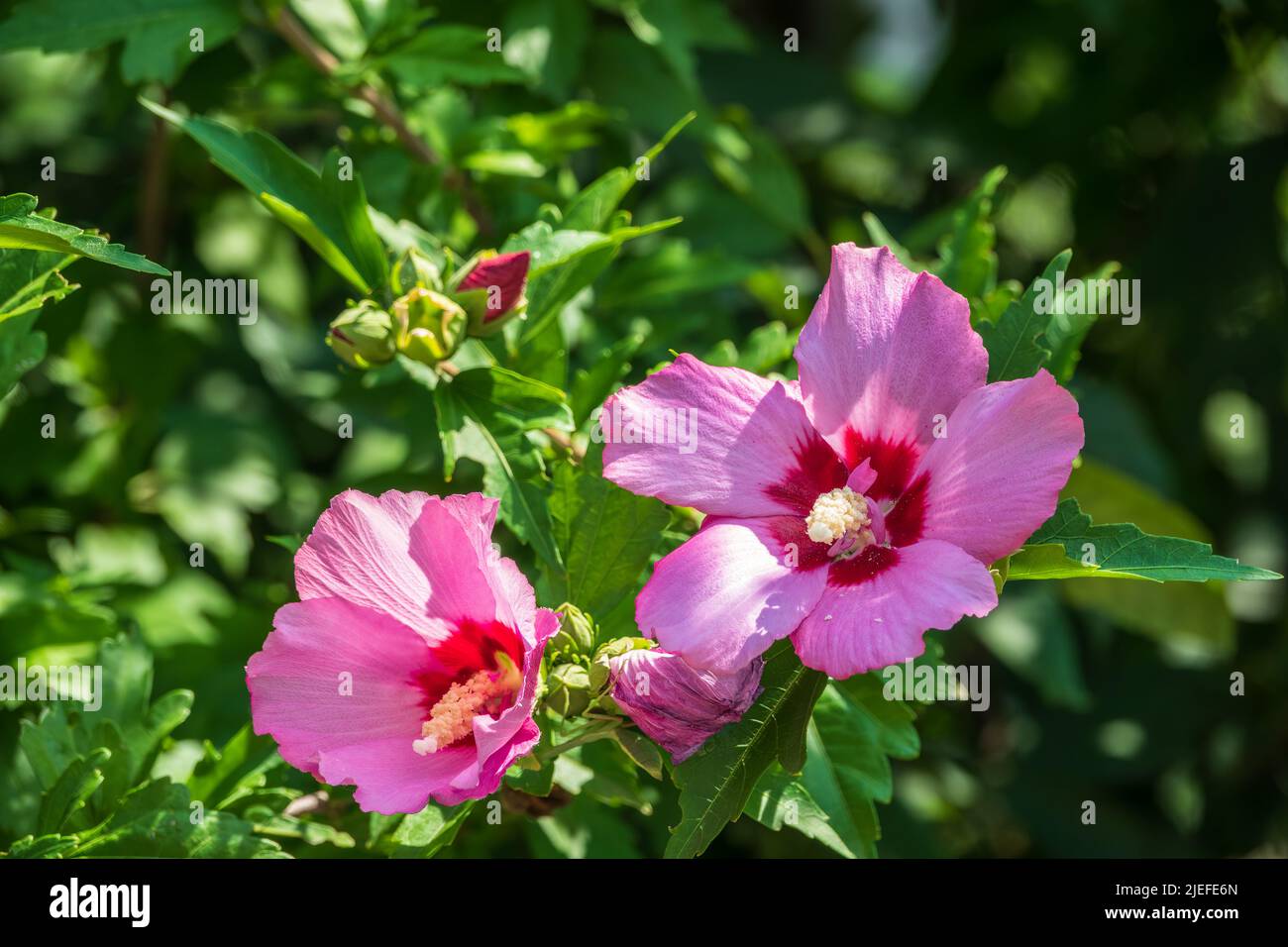 Pink flowers of Hibiscus moscheutos plant close-up. Hibiscus moscheutos ...