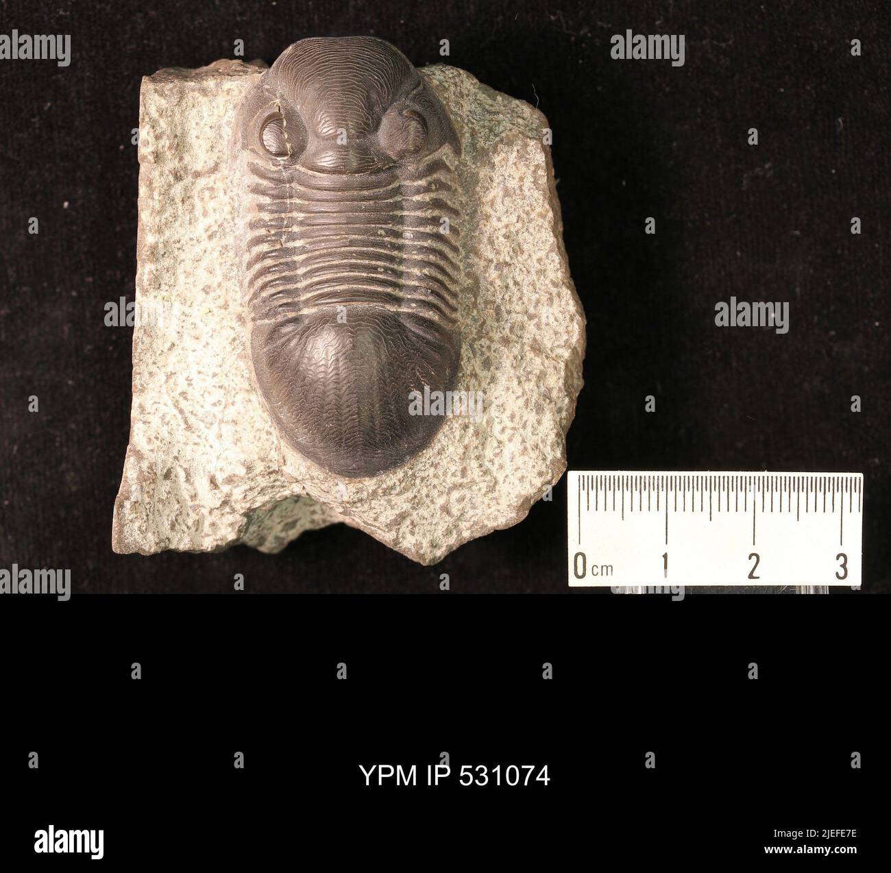 Scutellum (Paralejurus) dormitzeri Stock Photo - Alamy