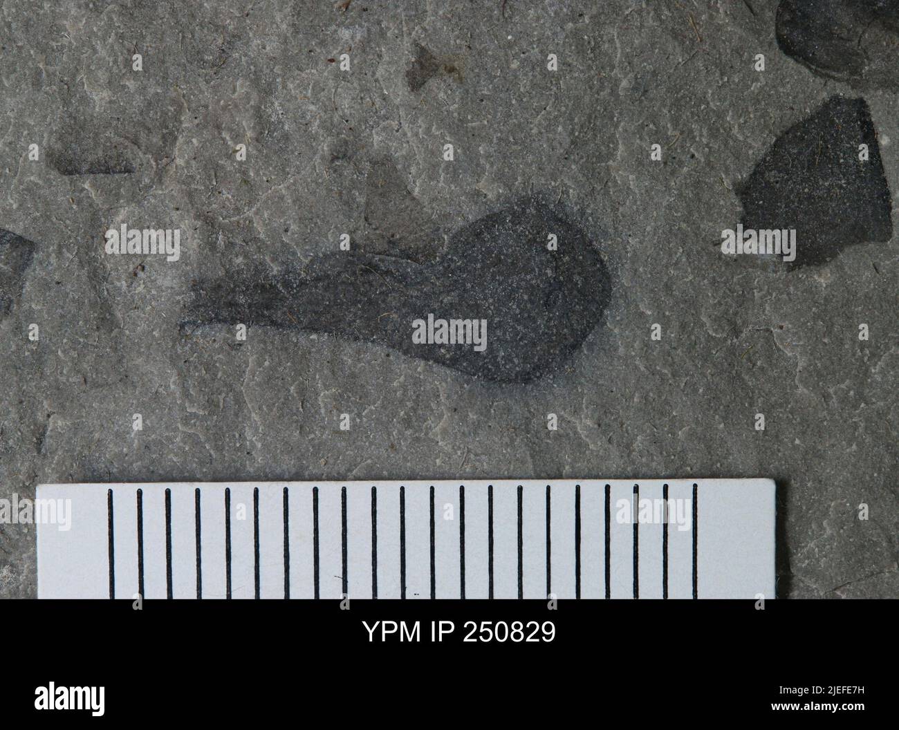 Cooksonia plants hi-res stock photography and images - Alamy