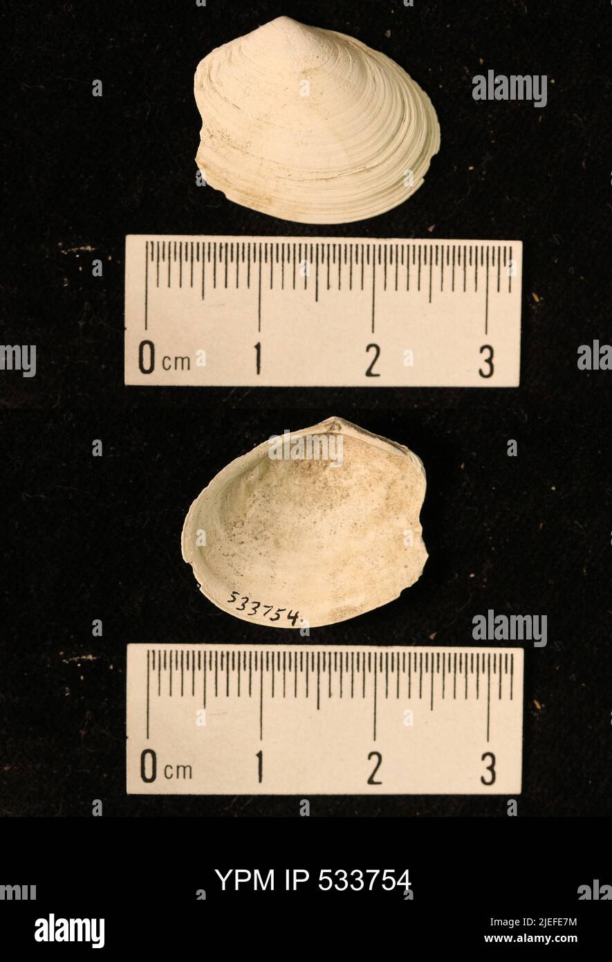 Tellina sp hi-res stock photography and images - Alamy