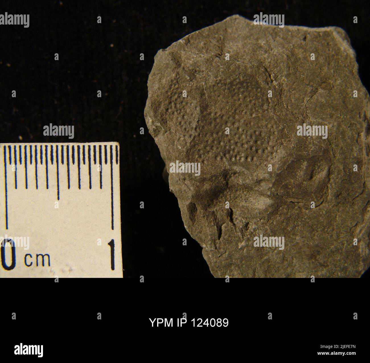 Phacops rana green animalia hi-res stock photography and images - Alamy