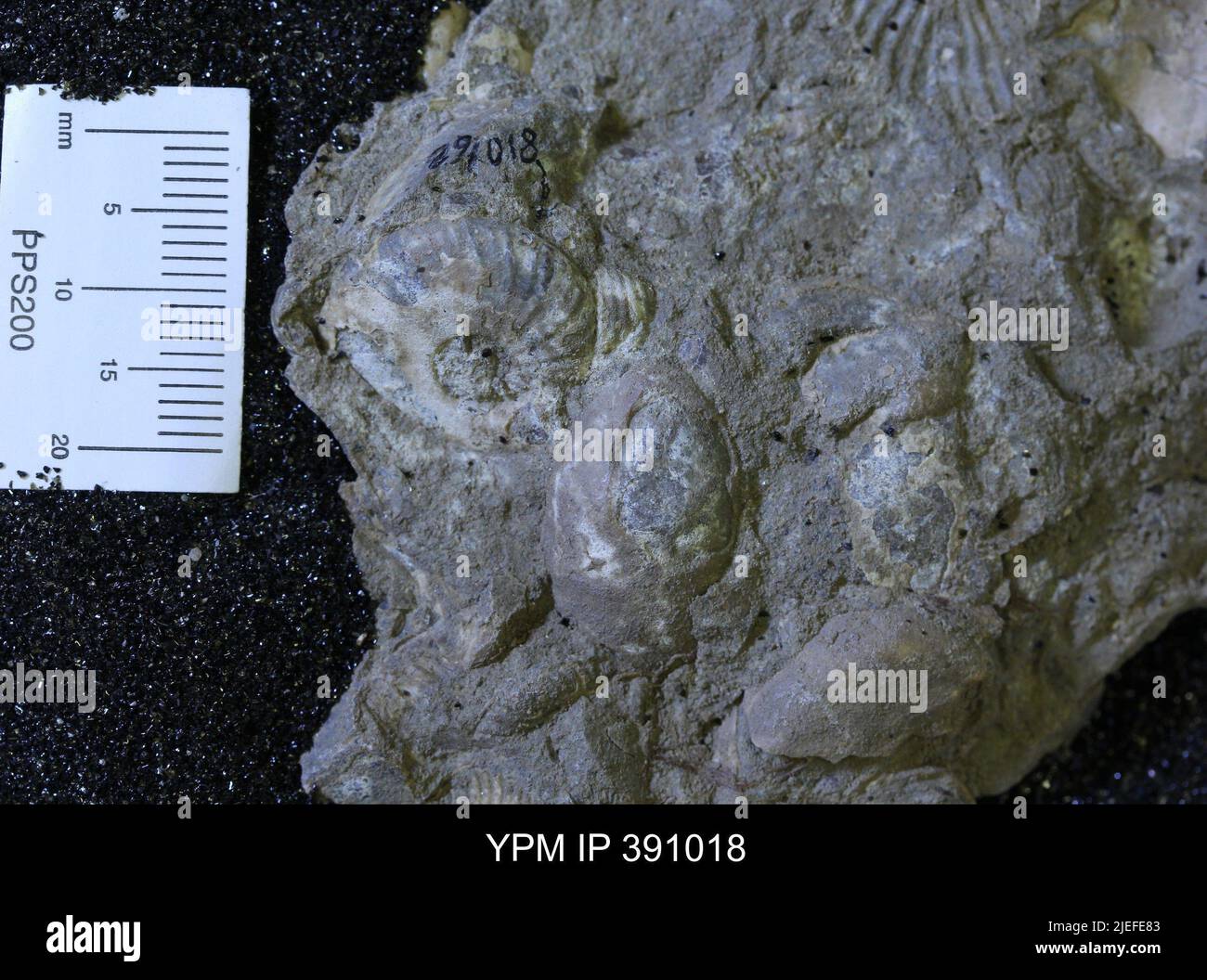 Scaphites whitfieldi Cobban Stock Photo - Alamy