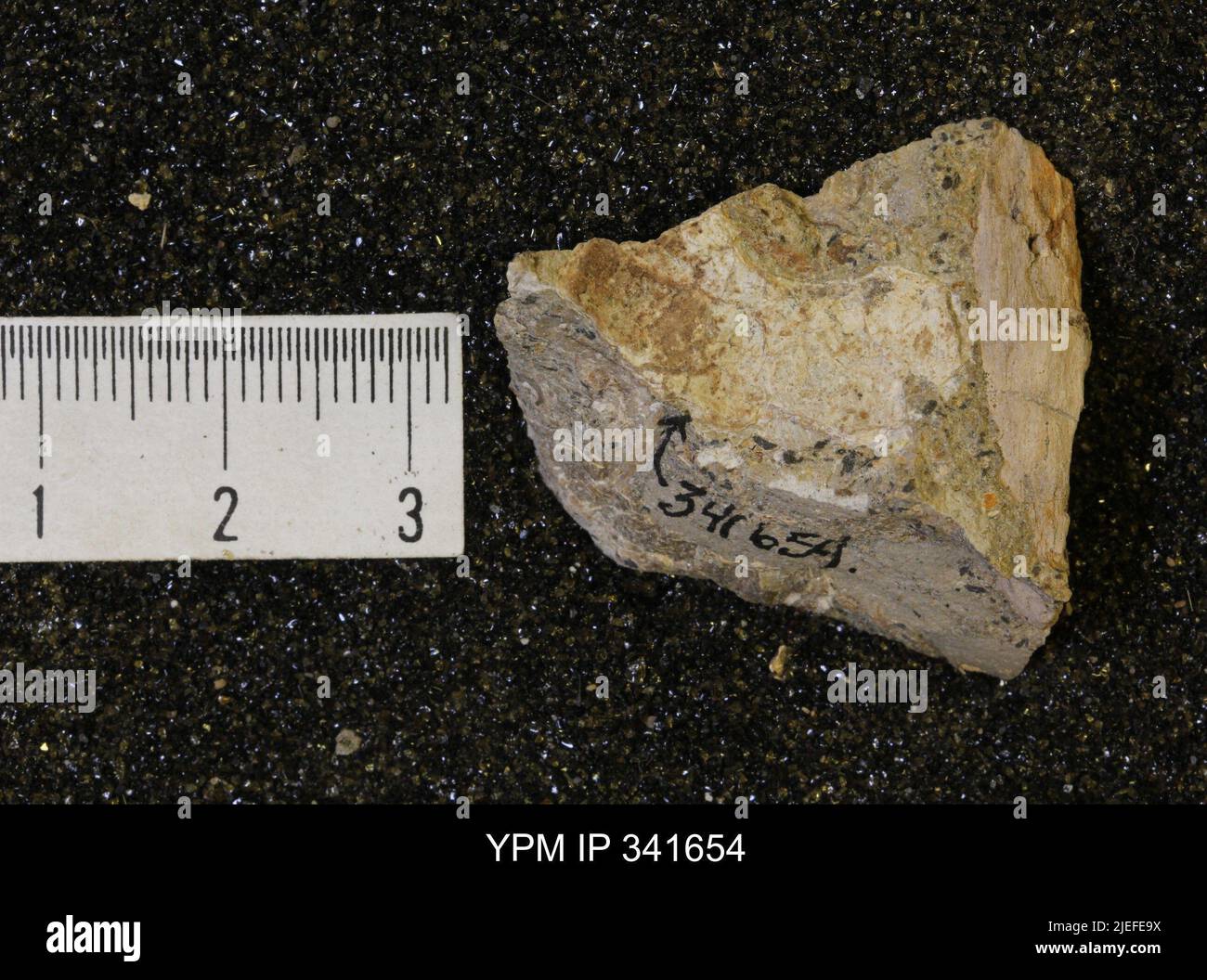 Shell fossils strata hi-res stock photography and images - Alamy