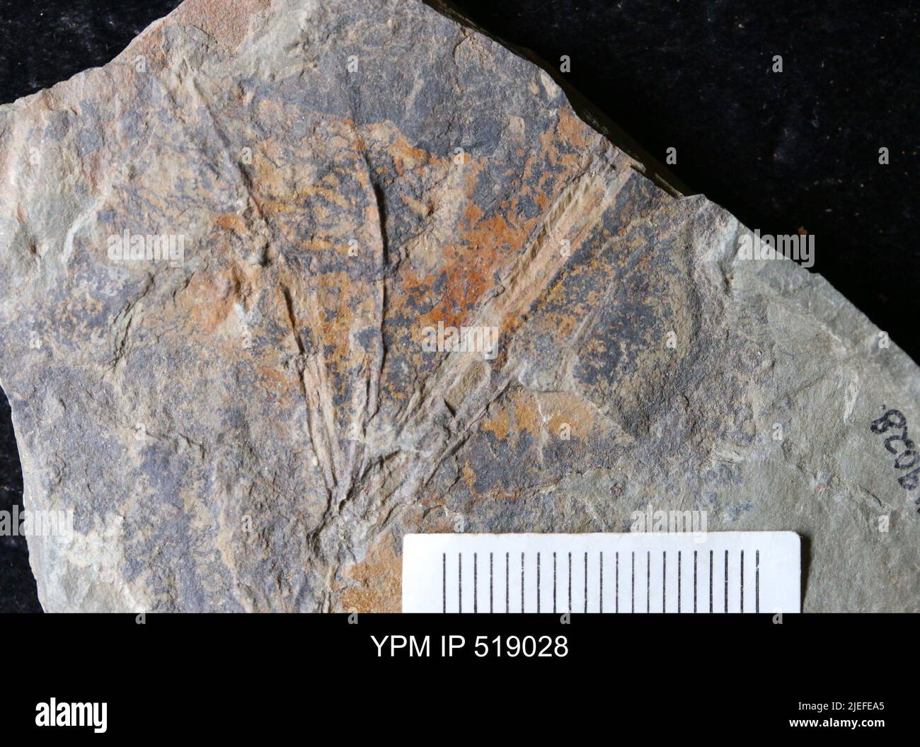 Graptolithina graptolites hi-res stock photography and images - Alamy