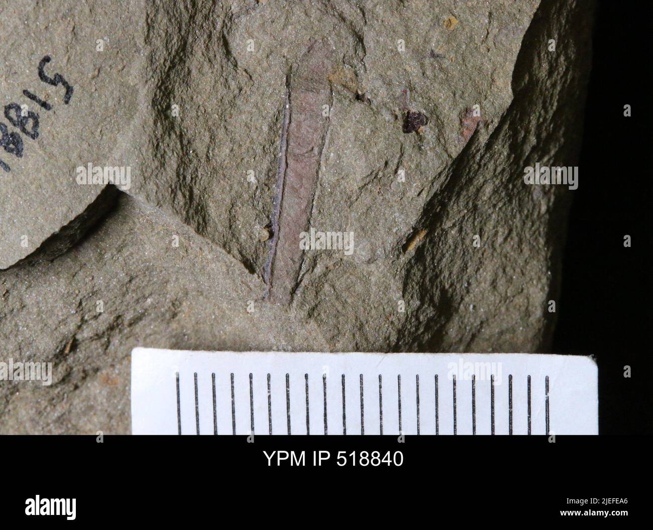 Sphenothallus sp animalia hi-res stock photography and images - Alamy