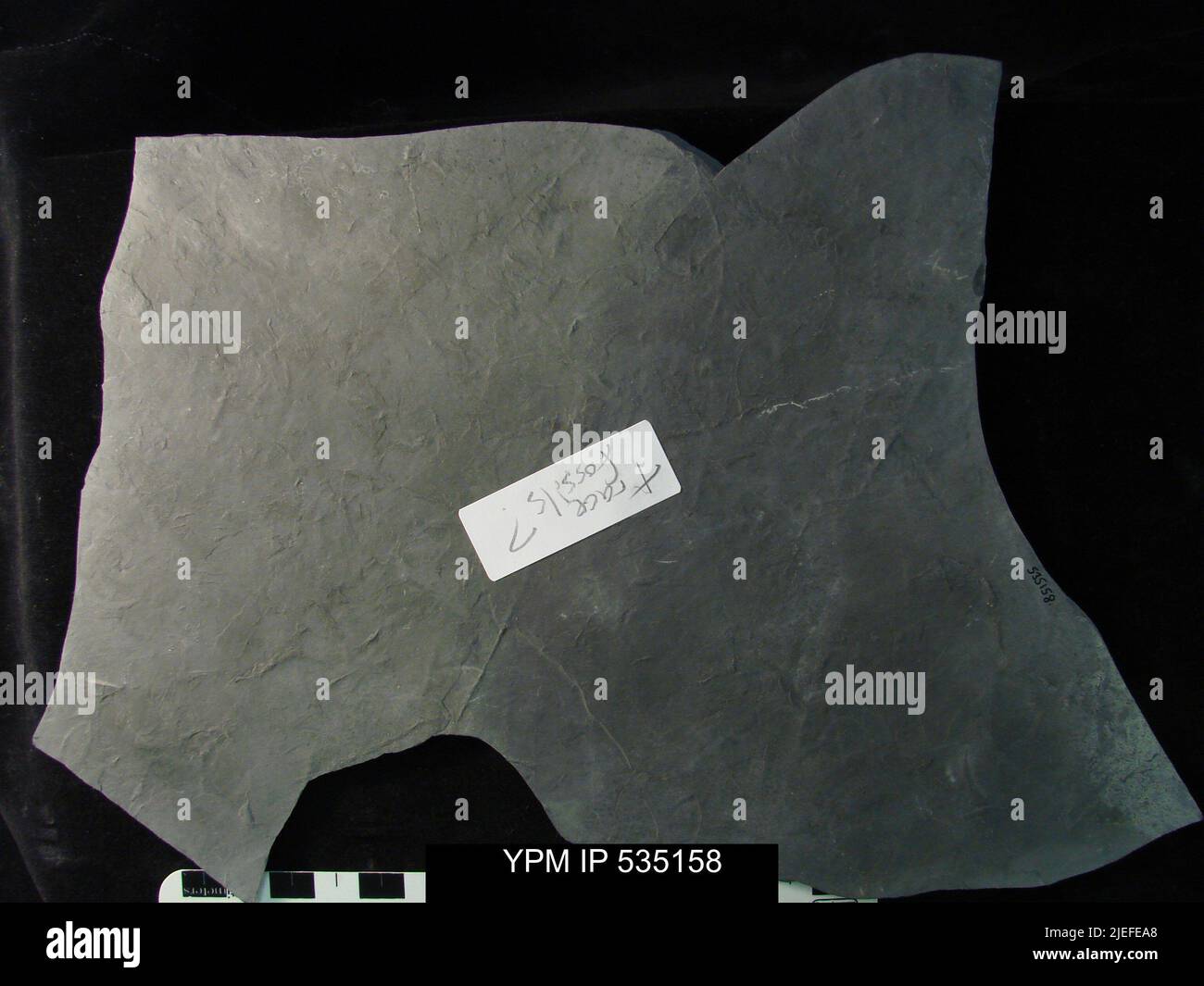 Ichnofossils hi-res stock photography and images - Alamy