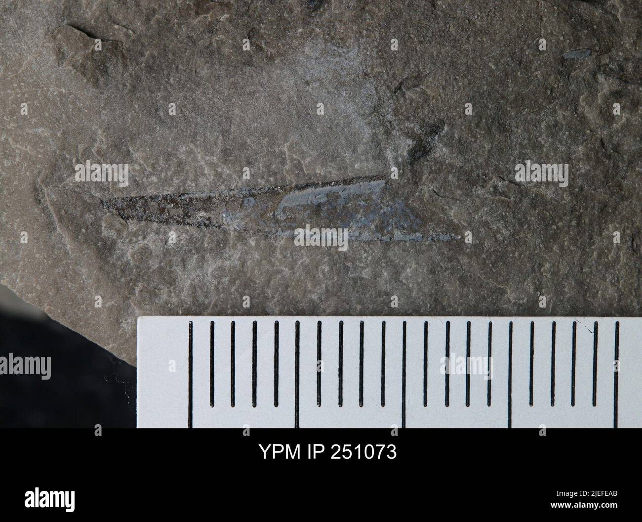 Phyllocarida hi-res stock photography and images - Alamy