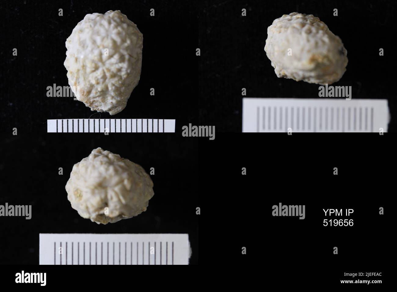 Oklahomacystis tribrachiatus (Bassler, 1943 Stock Photo - Alamy