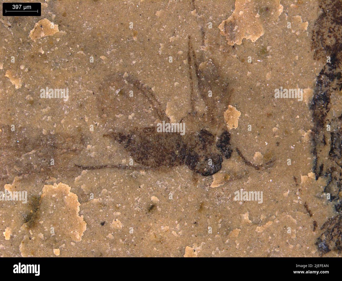 Undet diptera animalia hi-res stock photography and images - Alamy