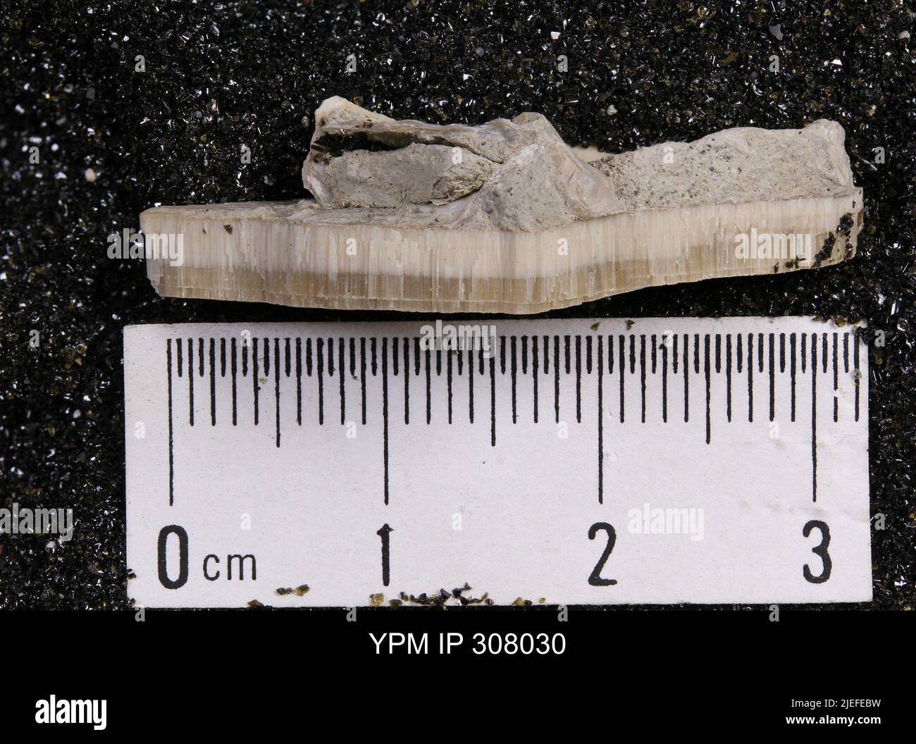 Inoceramus sp animalia hi-res stock photography and images - Alamy