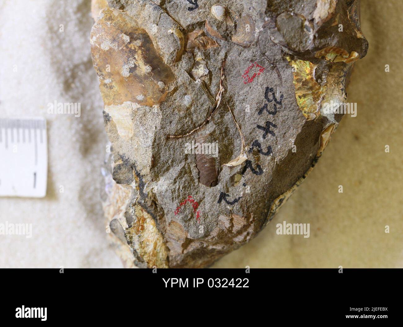 Scaphitidae hi-res stock photography and images - Alamy