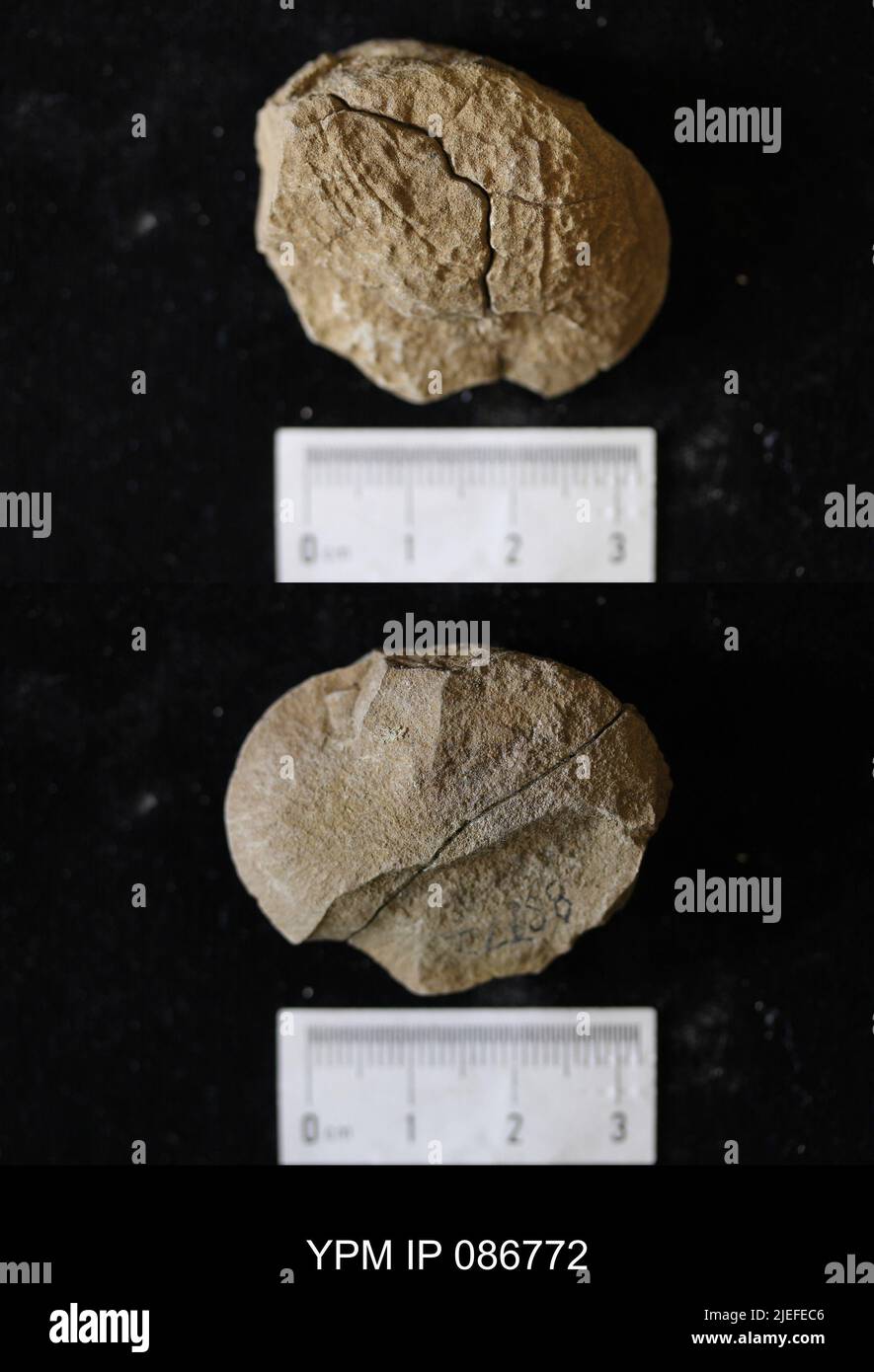 Unionidae hi-res stock photography and images - Alamy