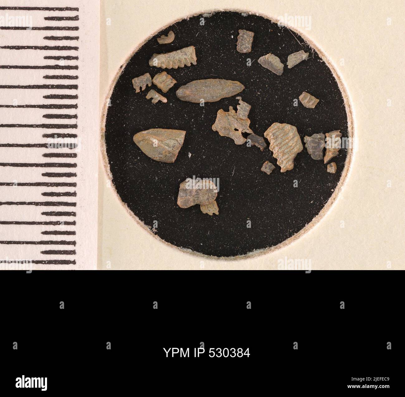 Pentremites hi-res stock photography and images - Alamy