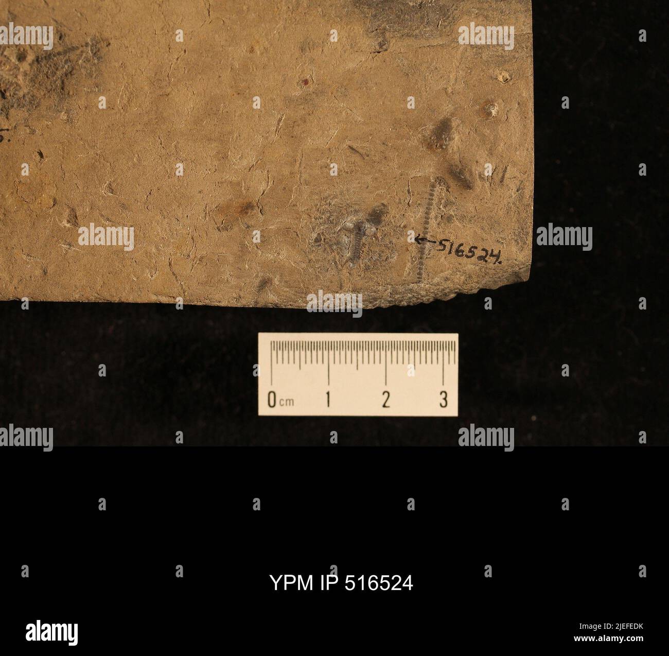 Morphological traits hi-res stock photography and images - Alamy