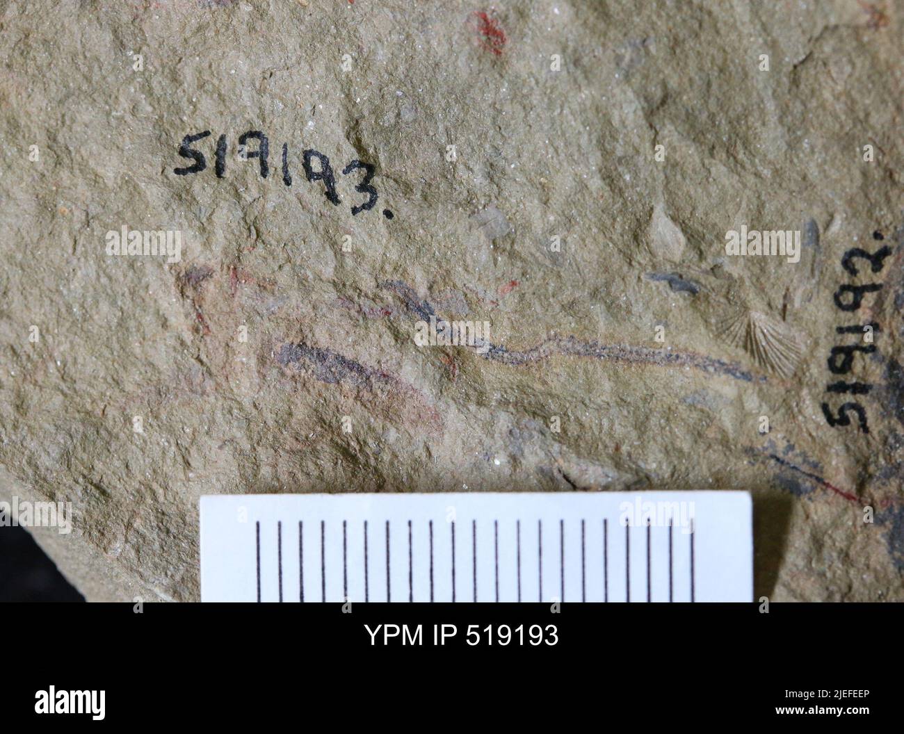 Undet ichnofossil ichnofossil ichnofossils hi-res stock photography and ...