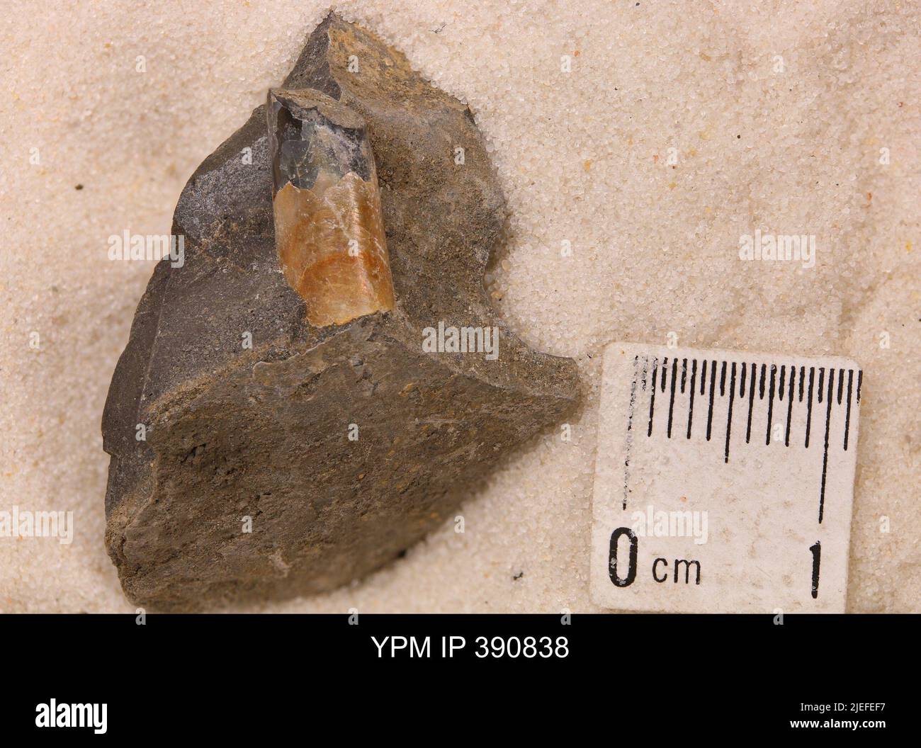 Baculites sp animalia hi-res stock photography and images - Alamy