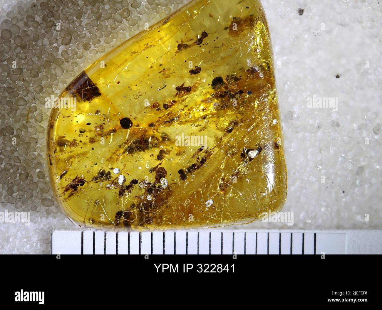 Formicidae fossil hi-res stock photography and images - Alamy