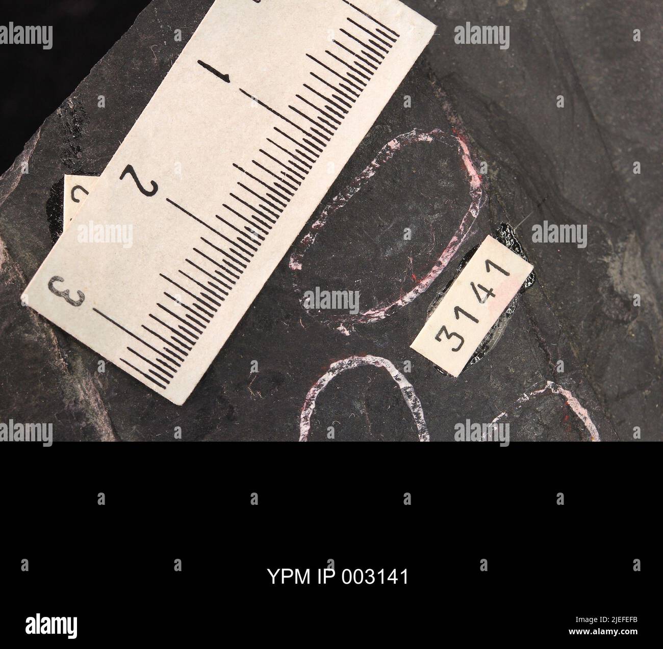 Orthoptera. IPB.00594: North Carolina. Rockingham County. insect layer ...