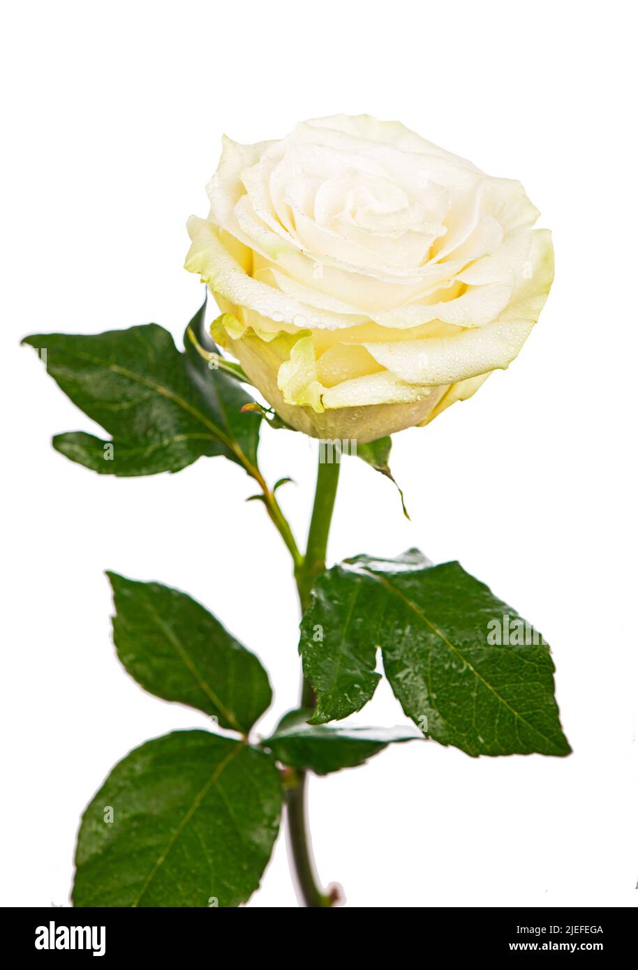 one white rose on a white background Stock Photo - Alamy