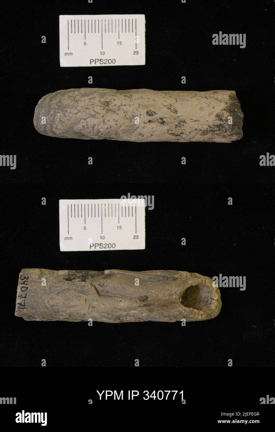 Ichnofossil invertebrate hi-res stock photography and images - Alamy