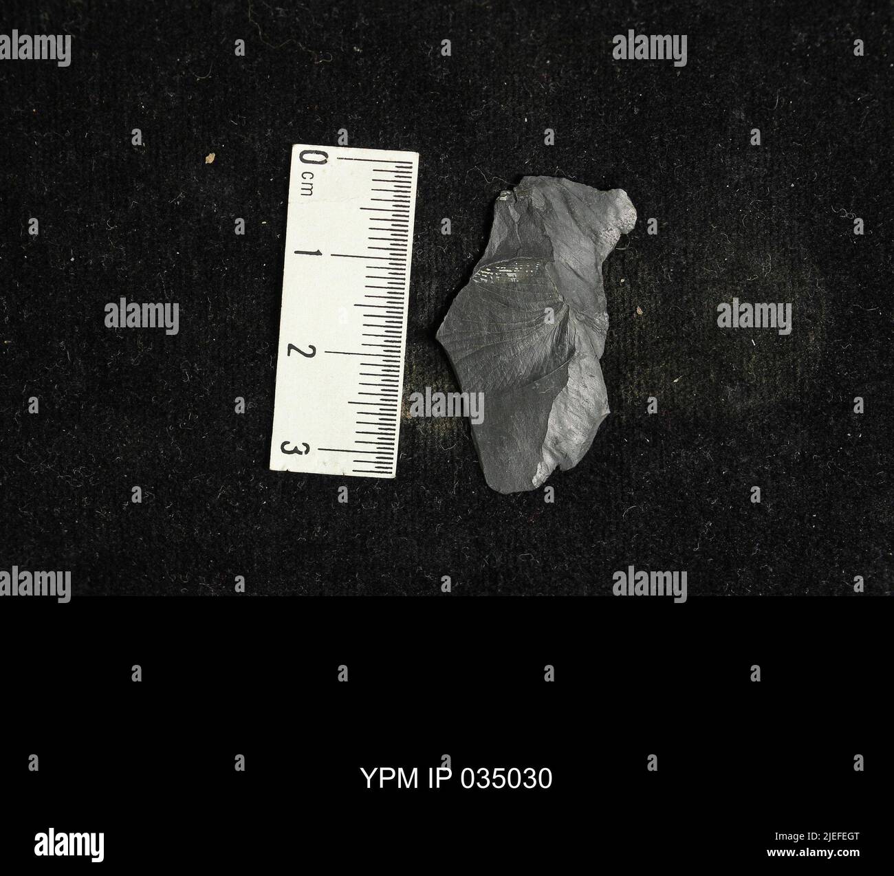 Undet blattaria hi-res stock photography and images - Alamy