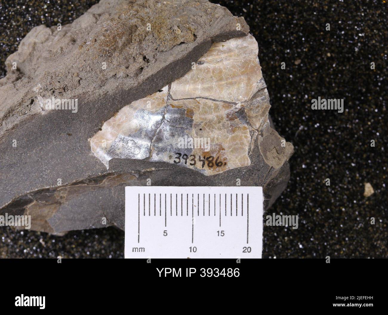 Inoceramus sp animalia hi-res stock photography and images - Alamy