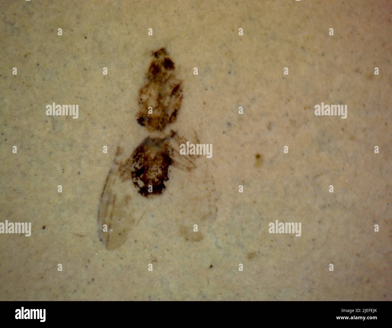 Undet diptera animalia hi-res stock photography and images - Alamy