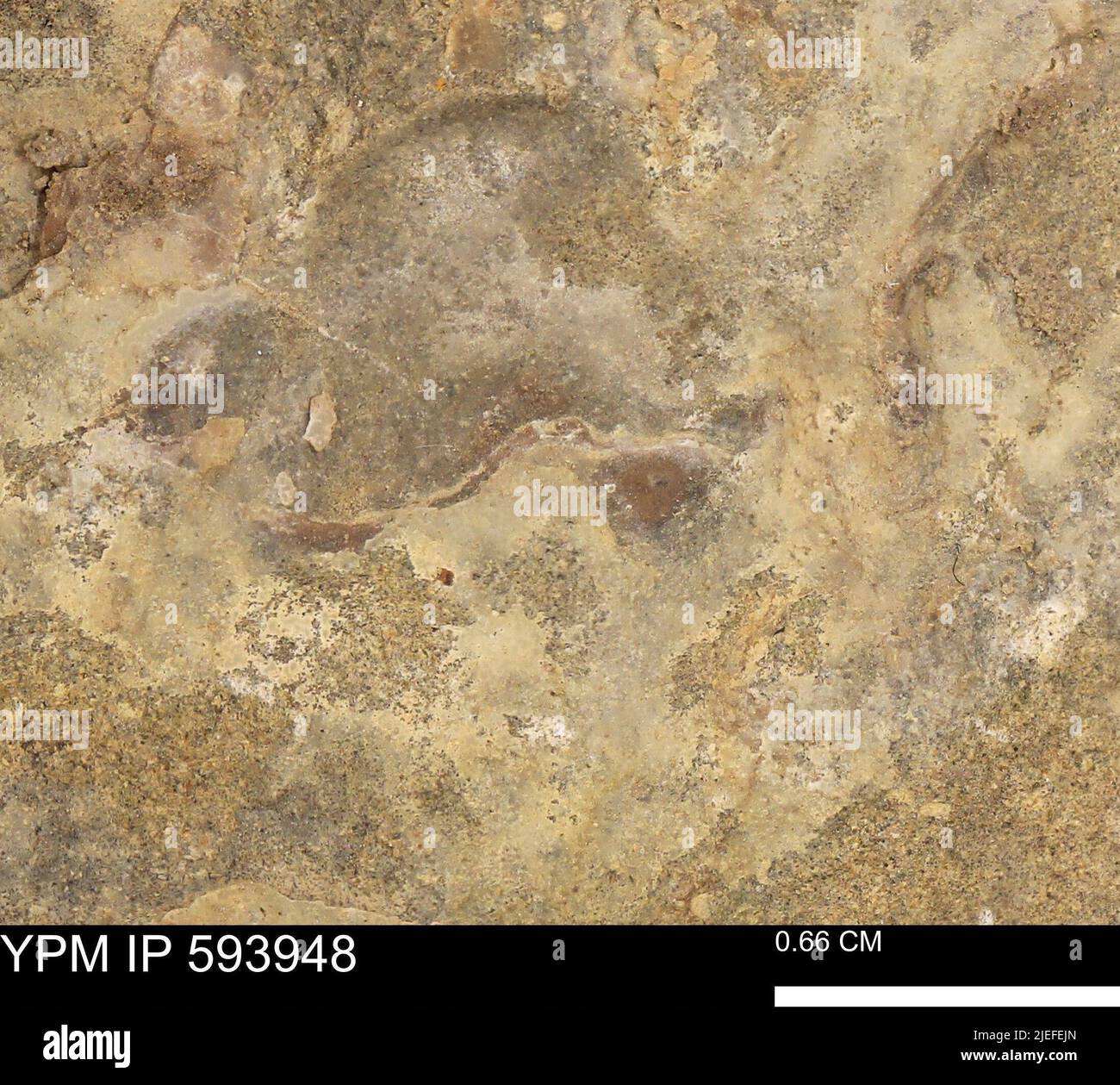 Ophiur hi-res stock photography and images - Alamy