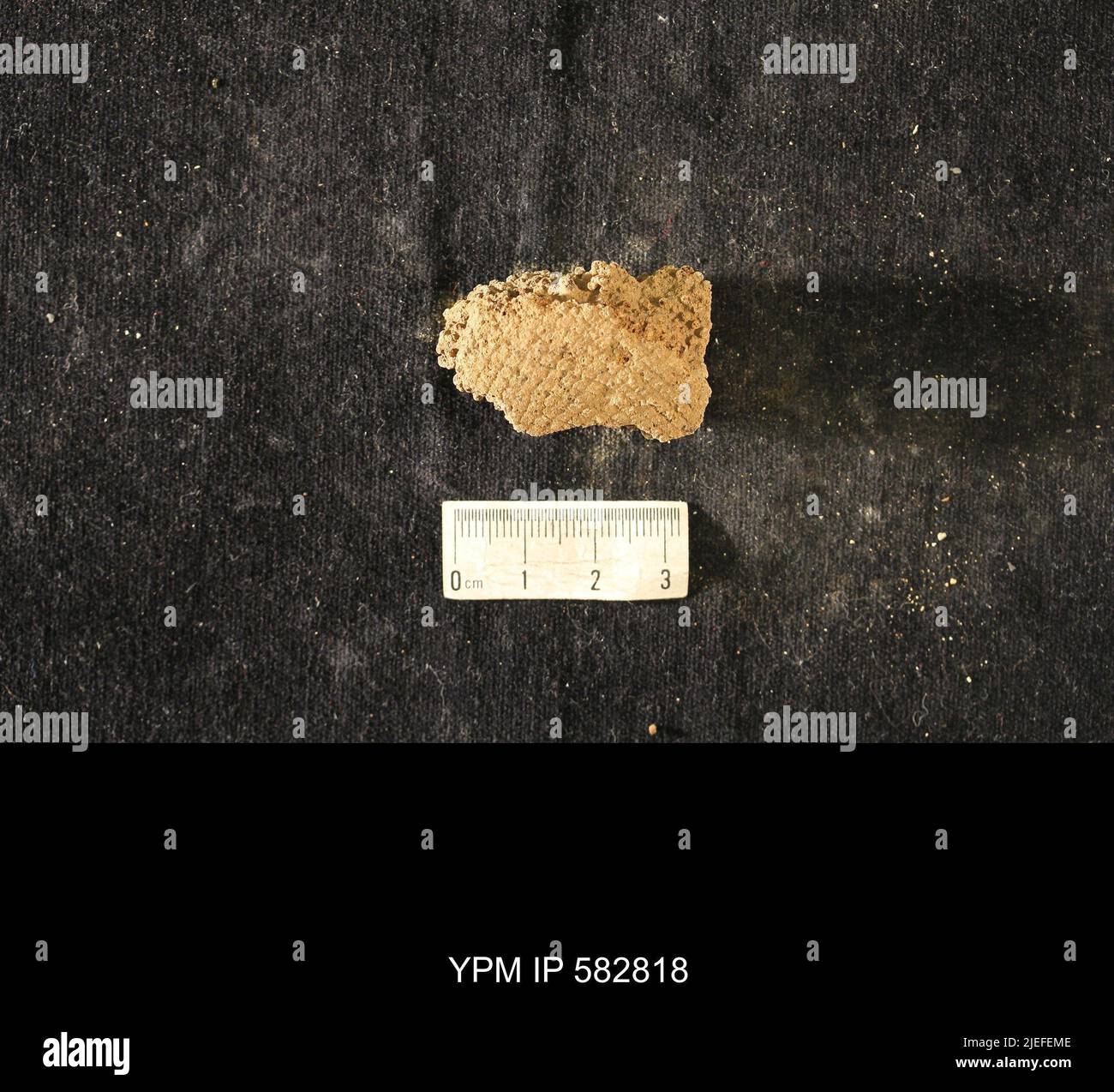 Receptaculitida hi-res stock photography and images - Alamy