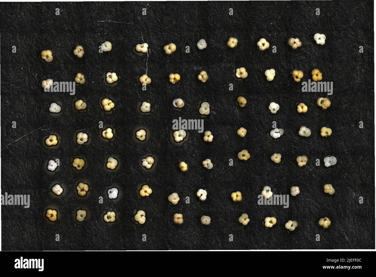 Globigerina bulloides d'Orbigny, 1826 Stock Photo - Alamy